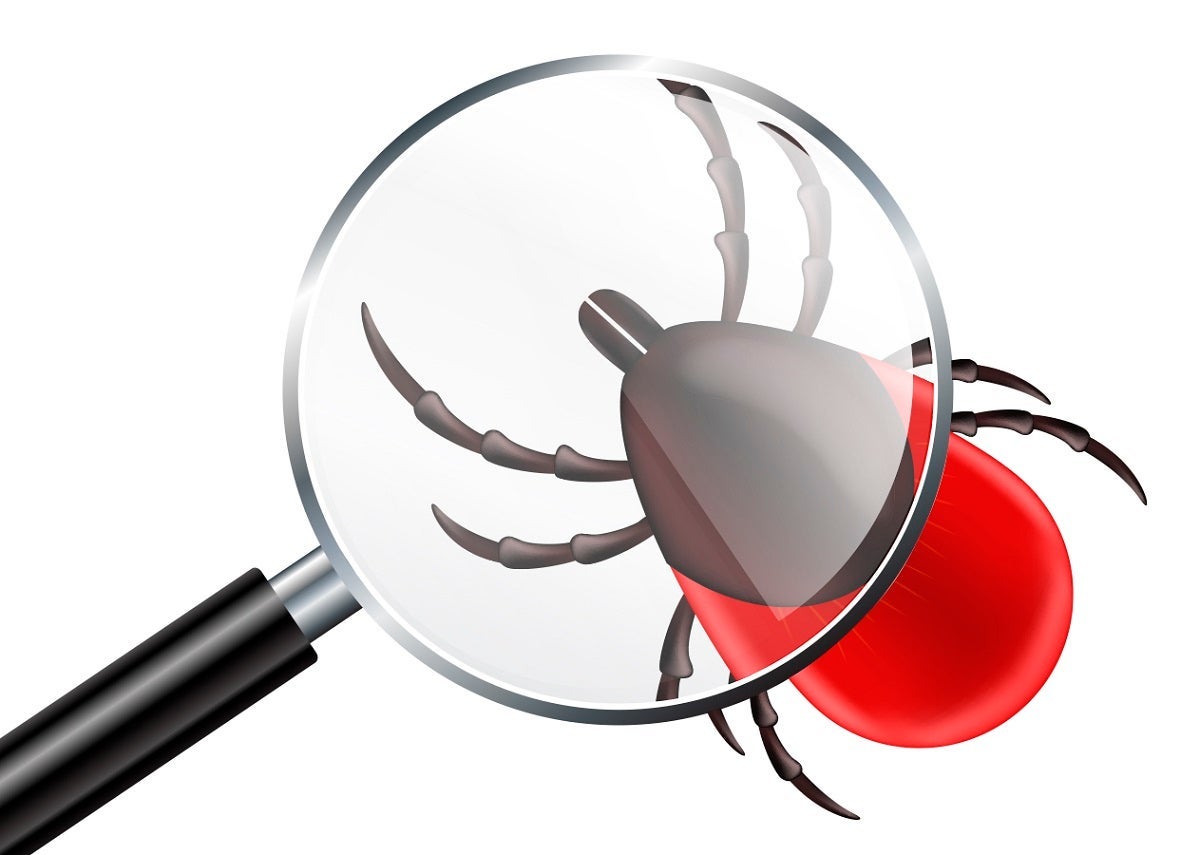 What You Need to Know About Lyme Disease | Bassett Healthcare Network